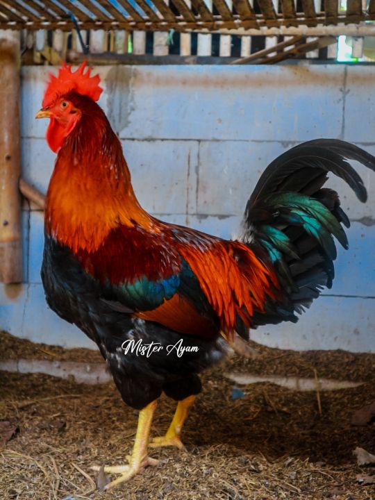 TELUR AYAM MERAWANG | Lazada Indonesia