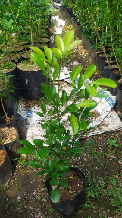 pohon culan tanaman culan daun culan pacar cina tanaman herbal | Lazada ...