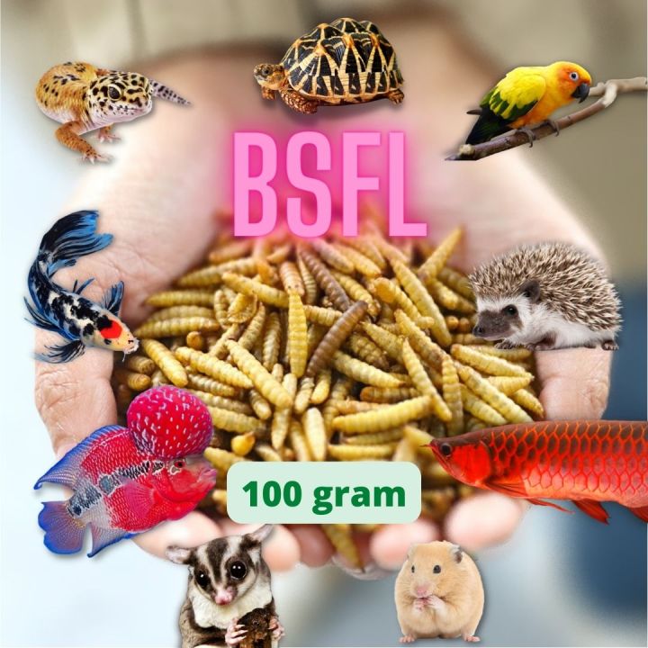 BSFL 100 Gram Retail Pack Black Soldier Fly Larvae Dried Snack for Pet ...