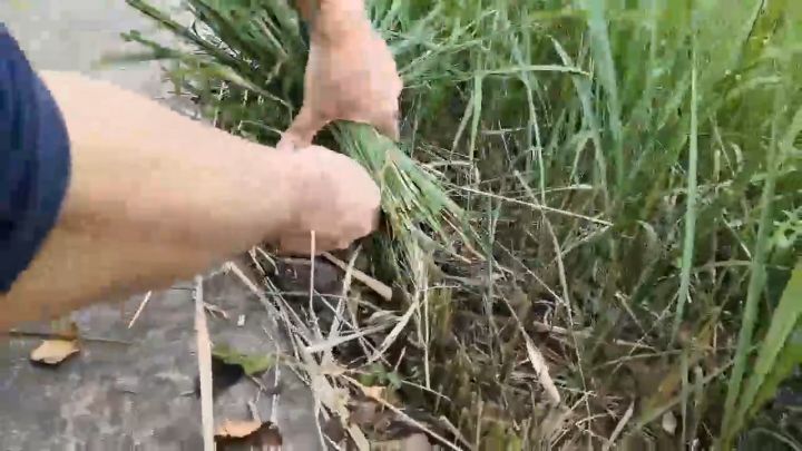 Gardening Tool Stainless Steel Sickle Karet | Lazada PH