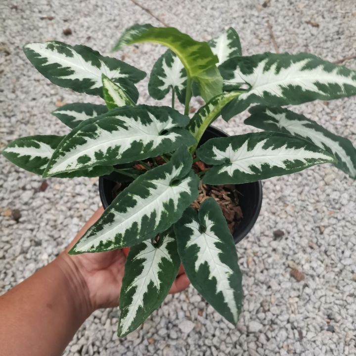 Syngonium Wendlandii Silver Goosefoot/Pokok Hidup | Lazada