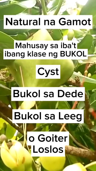 Original Bitoon Herbal Oil 60ML: Effective Gamot sa BUKOL, CYSTS, TUMOR ...