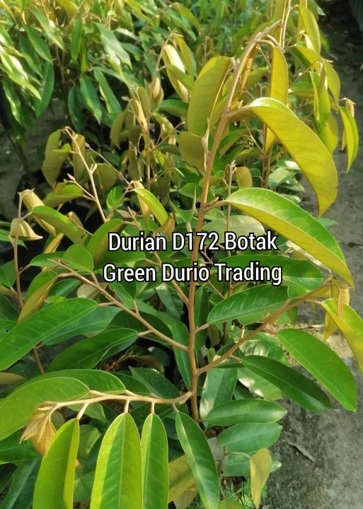 ANAK POKOK DURIAN BOTAK D172 | Lazada