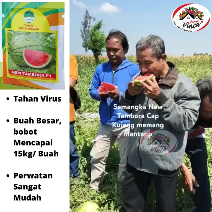 Benih Bibit Semangka Lurik Bulat NEW TAMBORA F1 75 Biji Cap Kujang ...