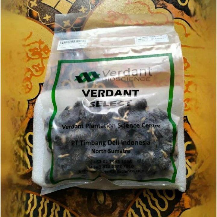 bibit kecambah sawit verdant select | Lazada Indonesia