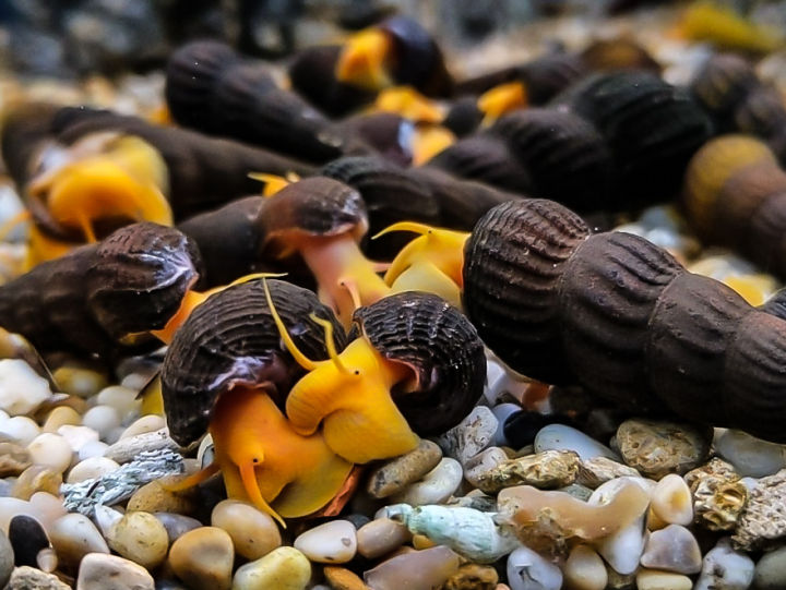 sulawesi orange rabbit snail algae eater freshwater snail ( NO D.O.A ...