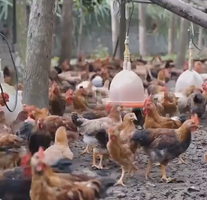 Gold King USA Growth Booster Feed for Pigs Cattle Poultry Fast Weight ...