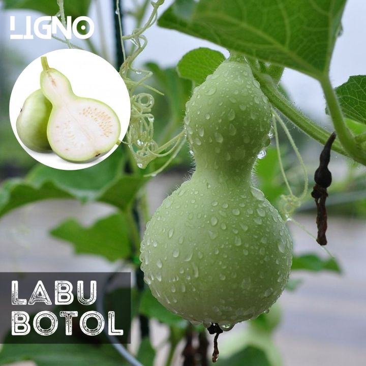 Benih LABU BOTOL Biji Sayur Import | Lazada Indonesia