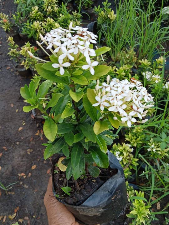 Rare Dwarf Santan variety White/Pink/orange/yellow/red | Lazada PH