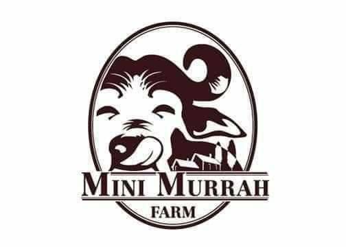 Mini Murrah Farm มินิมูร่าฟาร์ม ส่งเป็น booking ทางแชท | Lazada.co.th