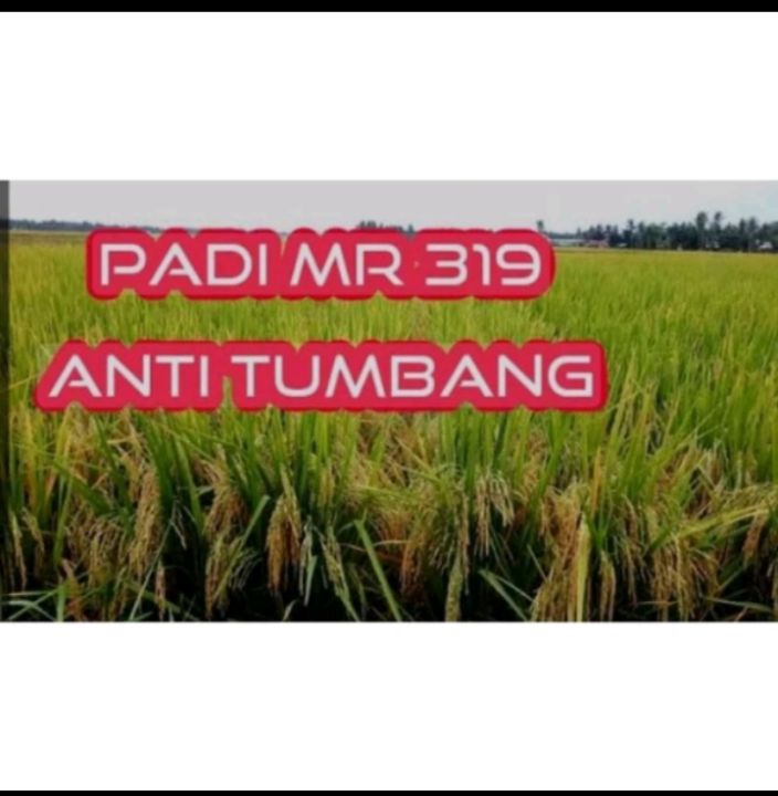 Benih padi MR 319 unggul anti tumbang kemasan 1kg | Lazada Indonesia