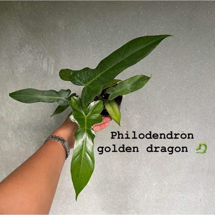 Philodendron golden dragon ฟิโลเดนดรอนโกลเด้นดราก้อน/ พลูจีบ | Lazada.co.th