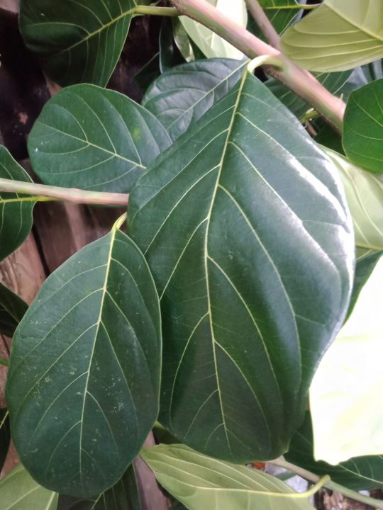 daun pokok nangka, jack fruit leaves | Lazada