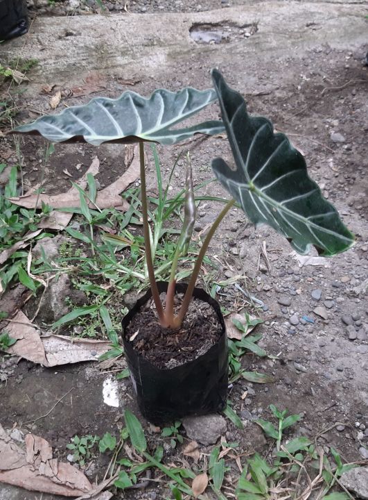 Alocasia Amazonica SMALL | Lazada PH