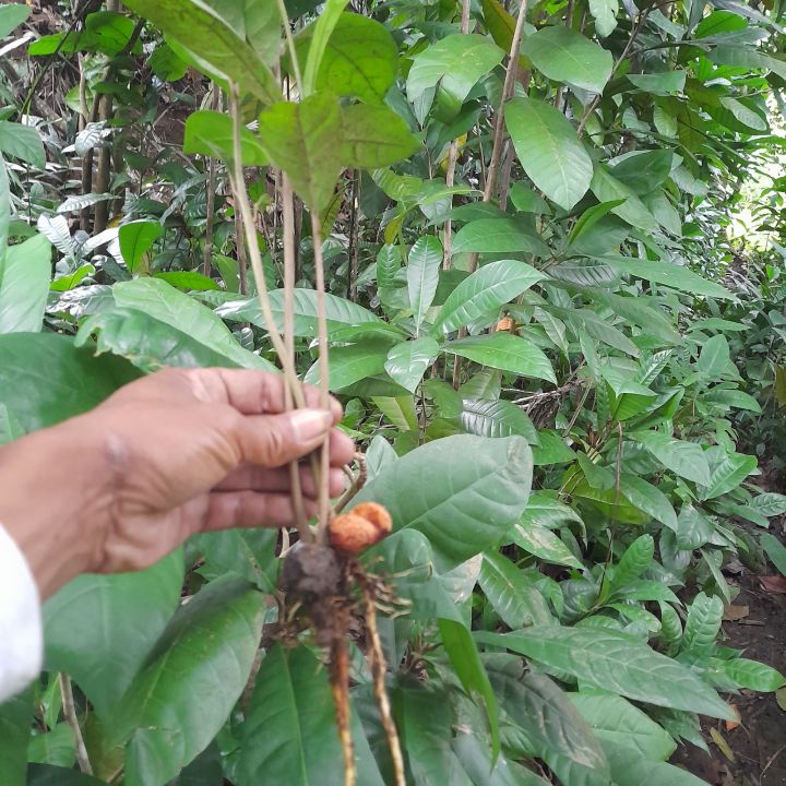BENIH ATOU BIBIT POHON KAYU BESI ATOU BIBIT KAYU CAMPOLEH SIAP TANAM ...
