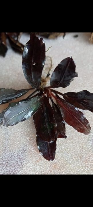 Bucephalandra Brownie Purple Tanaman Aquascape | Lazada Indonesia