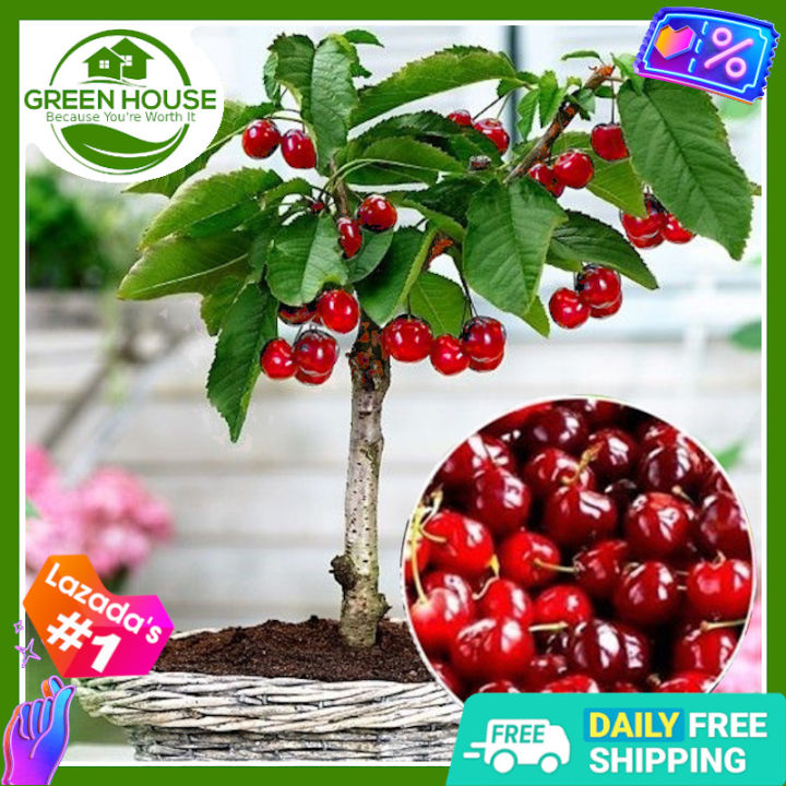 Green House® - Bonsai Cherry Tree Seeds for Planting Fruit Plants (7 ...