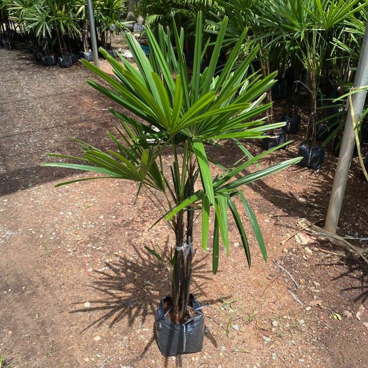 ต้นจั๋งจีนสูง 80-100cm. บรรจุ3-5ลำต่อถุง | Lazada.co.th