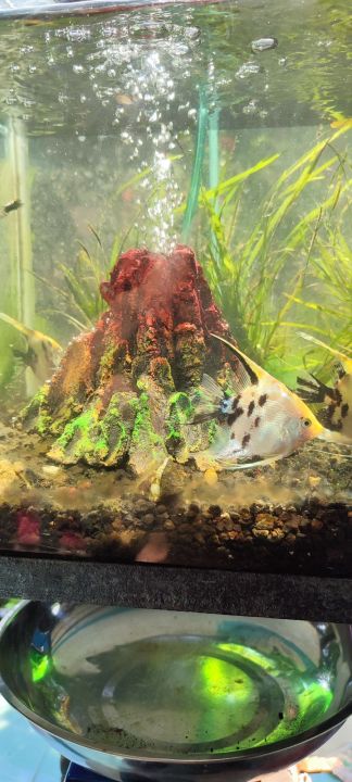 miniatur gunung berapi fullset aquascape | Lazada Indonesia