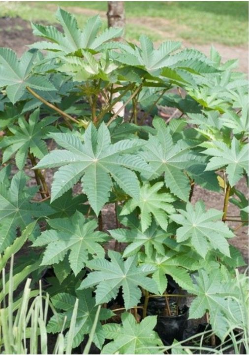 Daun jarak kepyar organik untuk obat herbal berat 100g | Lazada Indonesia