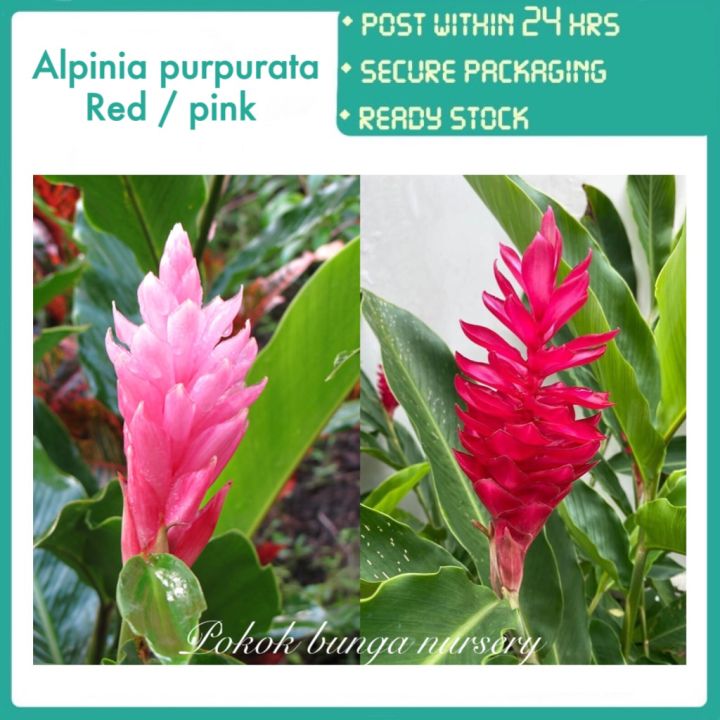PBN - alpinia purpurata red / pink - anak pokok bunga nursery ostrich ...