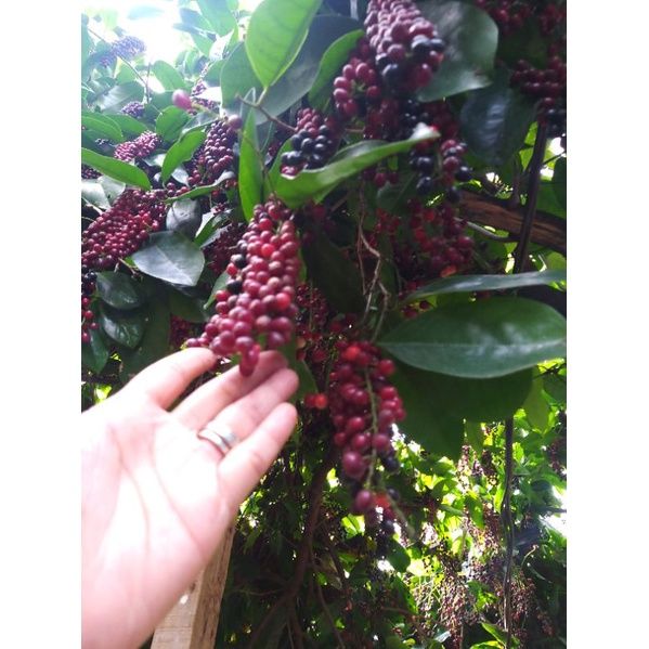 Bignay fruit seedlings Rare Black Currant | Lazada PH