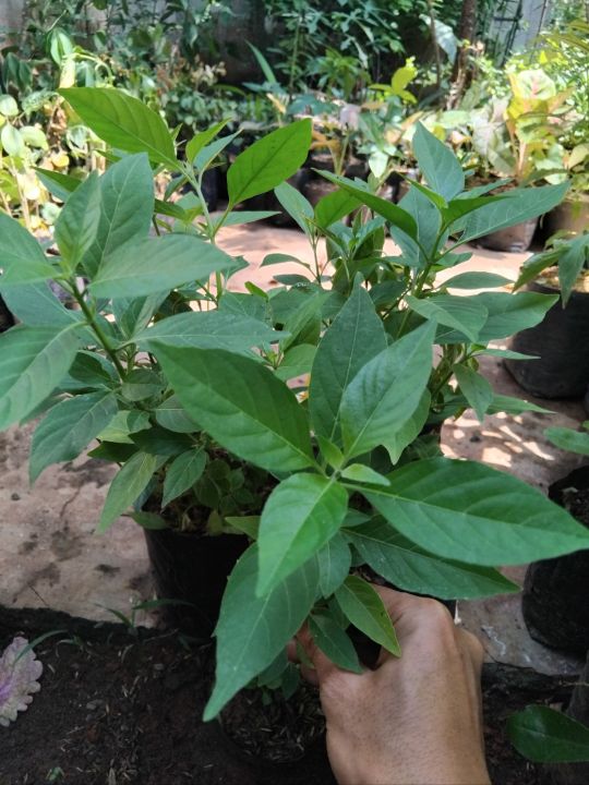 Tanaman herbal manukan/tanaman cucuk manuk | Lazada Indonesia