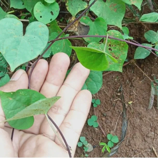 Daun Sembukan Segar/ Daun Kentutan Simbukan Obat Herbal 100 Gram ...