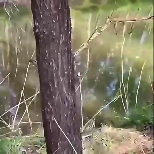 SUPER SHARP SAW Japanese mini handle steel saw for wood cutting wood ...