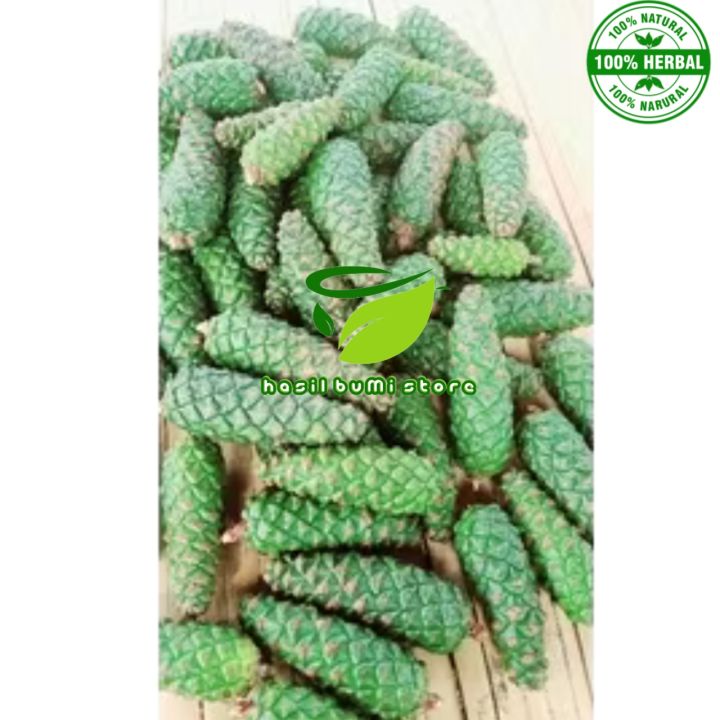 buah pinus muda asli segar 1kg petik langsung | Lazada Indonesia