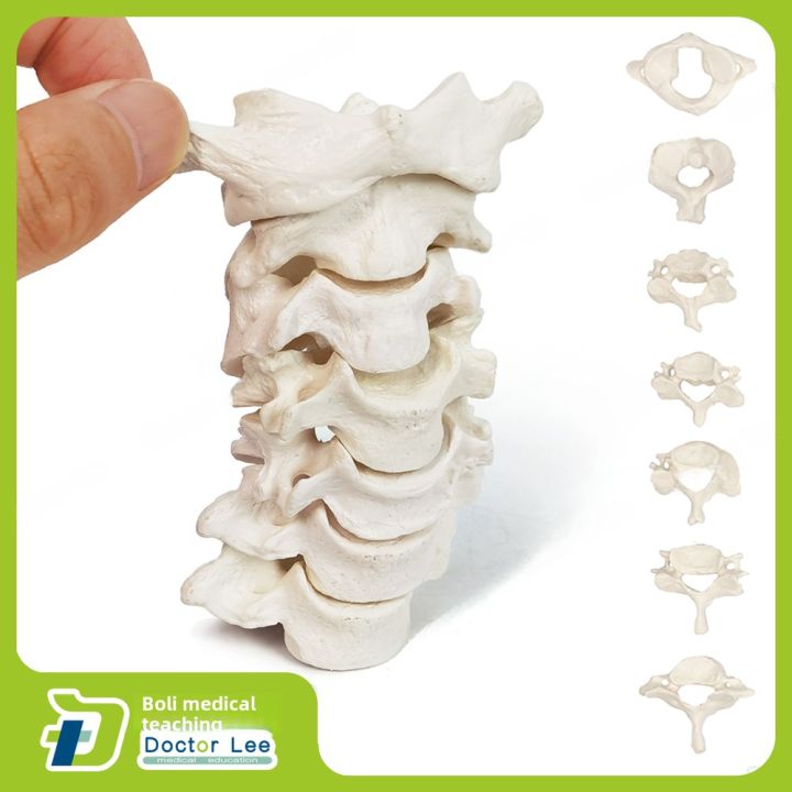 Cervical Spine Model 7 Section Cervical Spine Bone Model Human Skeleton ...