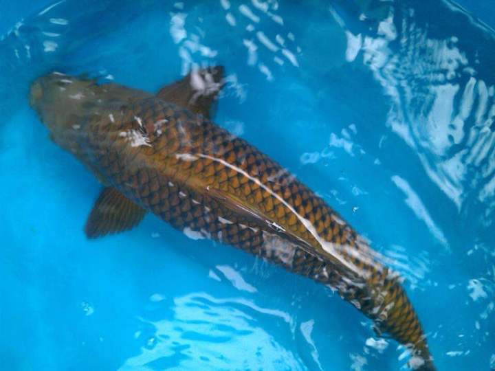 GENUINE JAPAN BROWN CHAGOI KOI 30cm | Lazada