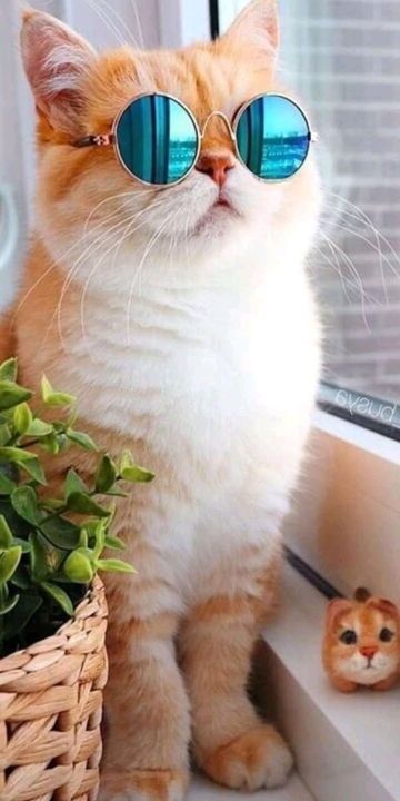 POSTER CETAK, KUCING LUCU, Hiasan Dinding/ Lukisan Cetak/ Tanpa Bingkai ...