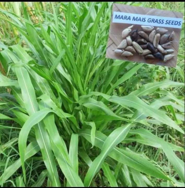 Mara mais grass seeds for planting (200 seeds &1kg ) | Lazada PH
