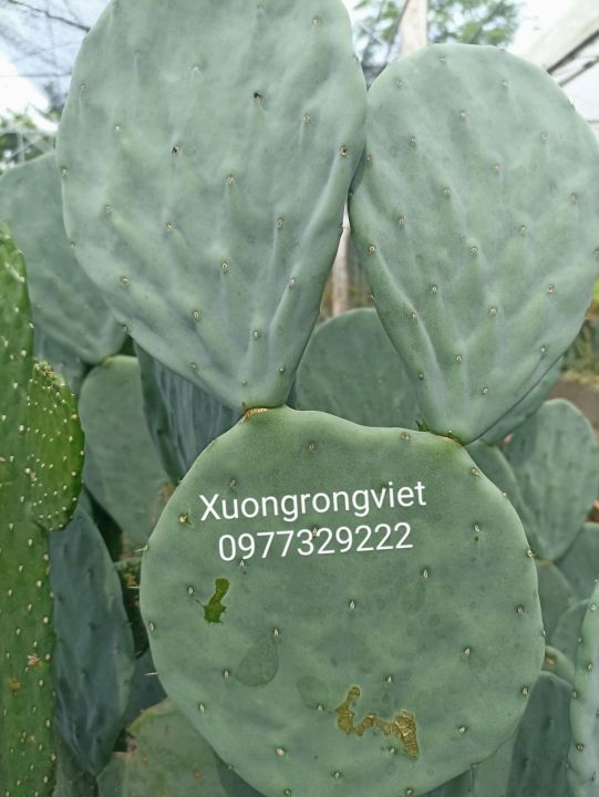 Xương Rồng Tai Voi | Lazada.vn