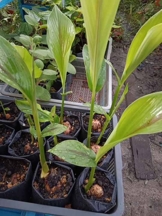 Pokok Temu Hitam / Temu / Anak Pokok/ Temu ireng | Lazada