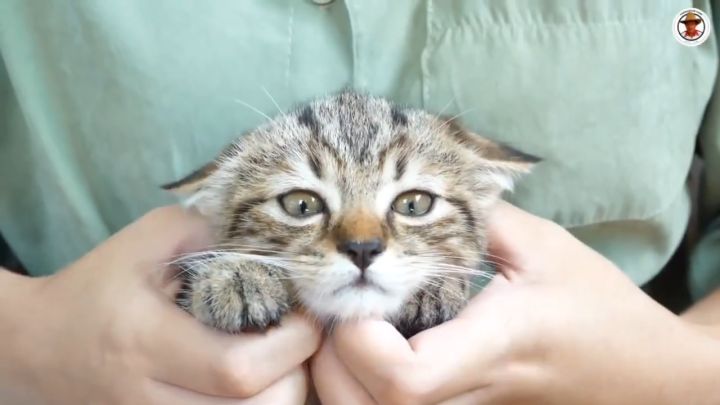 [PAKMANSORFARM] BITACAT VITAMIN KUCING READY STOCK ORIGINAL HQ BITACAT ...