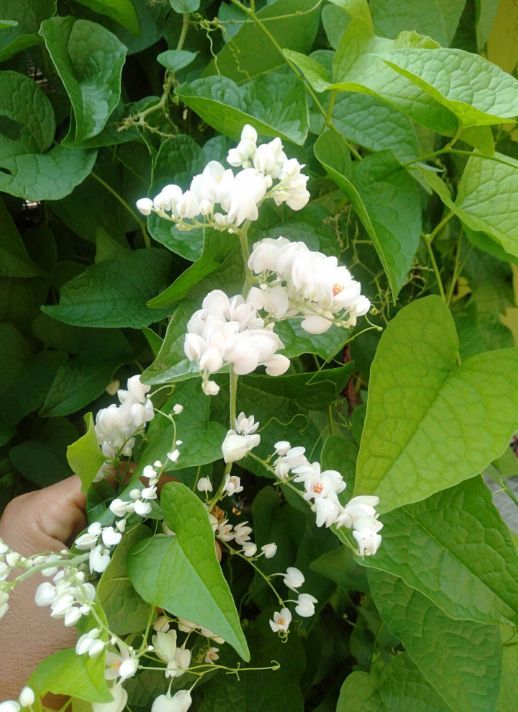 Tanaman Hias Rambat Bunga Air Mata Pengantin Warna Putih / Tanaman Hias ...