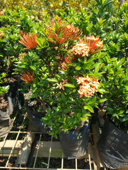 Pokok Bunga Ixora / Jenjarum 🌱 Live plant | Lazada