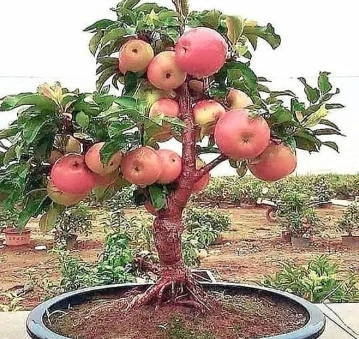 Bibit Tanaman Buah Apel Ana cangkok siap berbuah dalam pot | Lazada ...