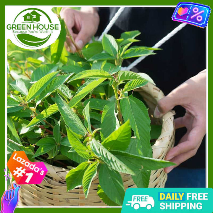 Green House® - Saluyot Seeds for Planting Herbal Plants (+/-250 Seed ...