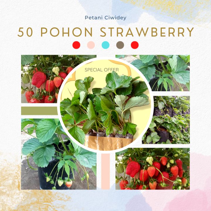 50 pohon bibit strawberry/stoberi berkualitas siap tanam "petani ...