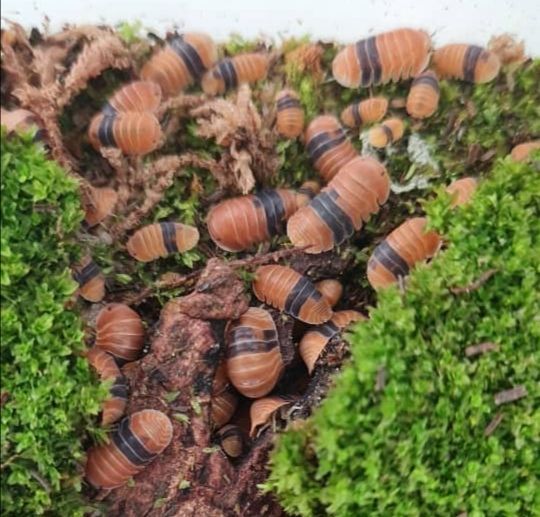 isopod(cubaris amber ducky) | Lazada