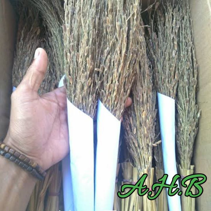 Jerami Merang Padi Ketan Hitam Ready Stock | Lazada Indonesia