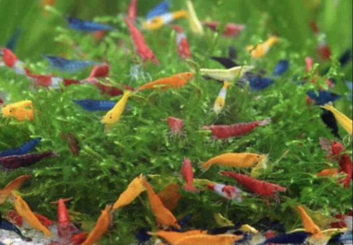 Neocaridina shrimp colourful shrimp aquarium plant decoration pelia ...