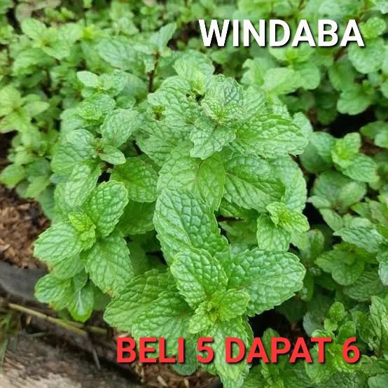 windaba - Tanaman Herbal Daun Mint Menthol / Tanaman Daun Mint Super ...
