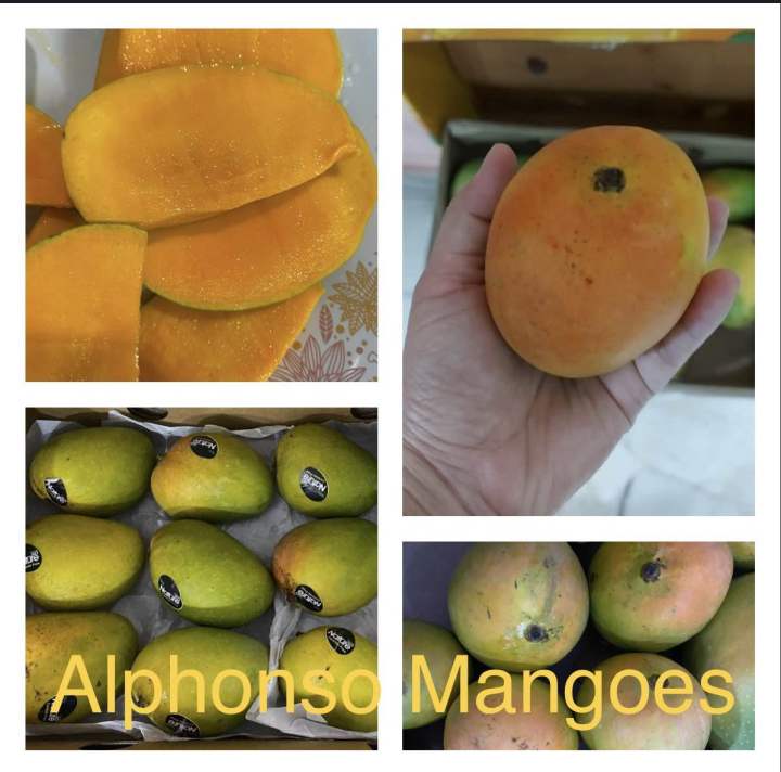 Fresh mango Alphonso | Lazada
