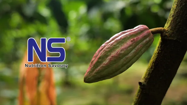 [ 3 PACKS ] NS Instant 3 in 1 Litto Chocolate Malt Drink 30g - HALAL ...