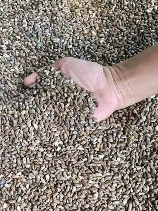 Mara mais seeds for planting (200 seeds &1kg) | Lazada PH