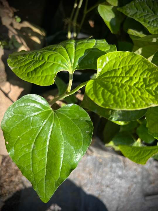 ต้น ชะพลู Chaplu Leaves ต้นใบชะพลู ผักสวนครัว สมุนไพรไทย ใช้ทานกับ ...